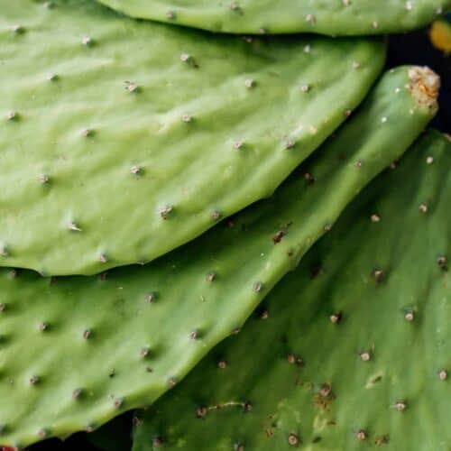How to Prep and Cook Nopales - Muy Bueno