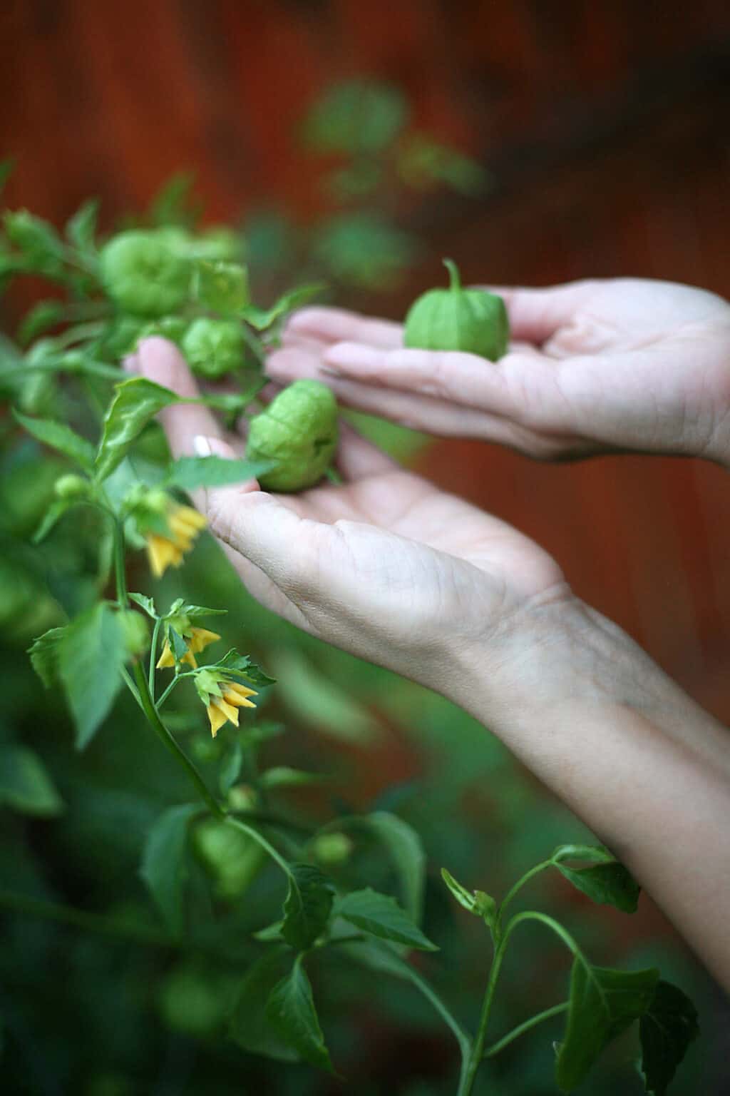 Tomatillos 101: What They Are, How to Cook, Store, and Use Tomatillos ...